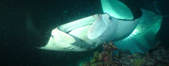 Manta-Ray-Night-Dive—Hula-Kai | Unlock the Teacher